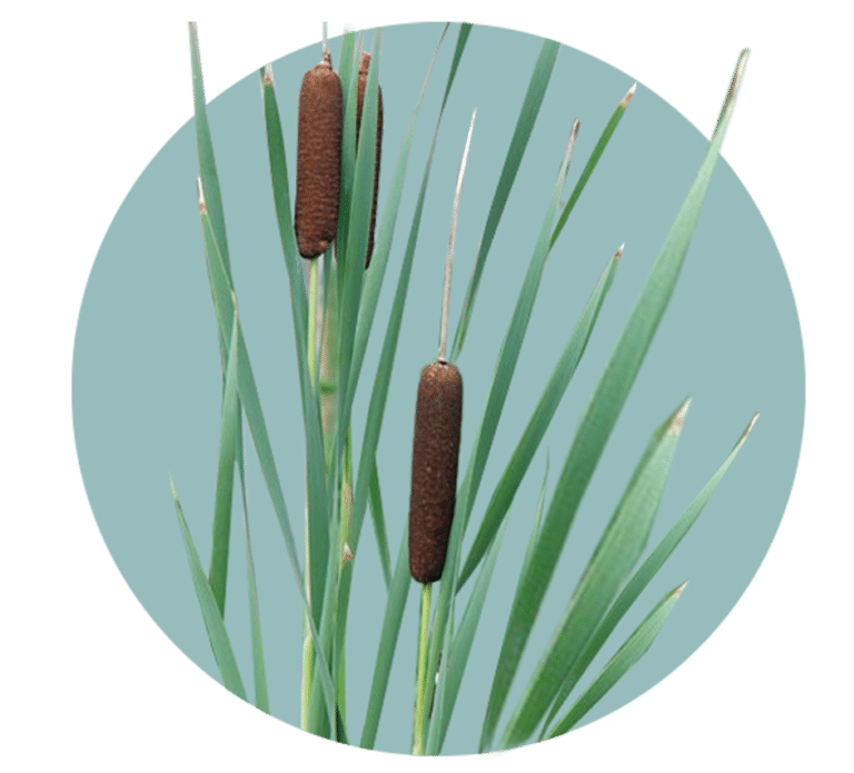 Typha latifolia o Espadaña | Venta de Plantas Acuaticas